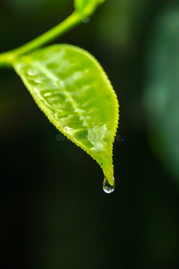 Tea Leaf with a Drop of Water Stock Photo - Image of petal, plant ...