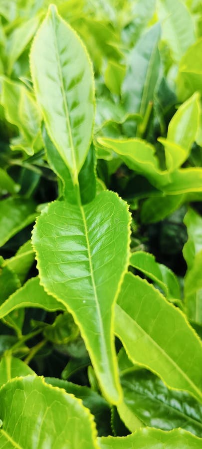 Tea Leaf with Tea Estates for Kotagri Tamilnadu Stock Image - Image of ...