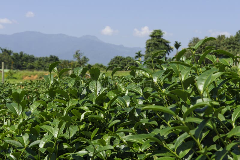 Tea Leaf in the Field stock photo. Image of agricultural - 27572794