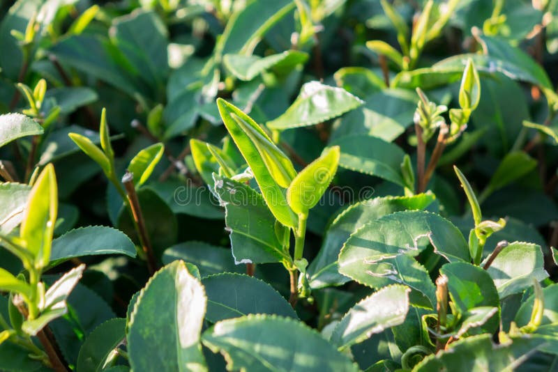 Tea leaf in the field stock image. Image of countryside - 109528993