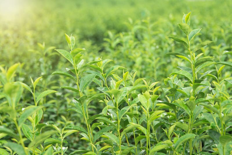 Tea leaf in the field stock image. Image of closeup, fresh - 82975467