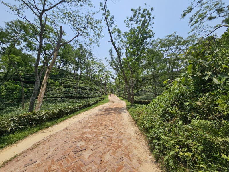 Tea leaf Garden Road stock photo. Image of grass, walkway - 337722480