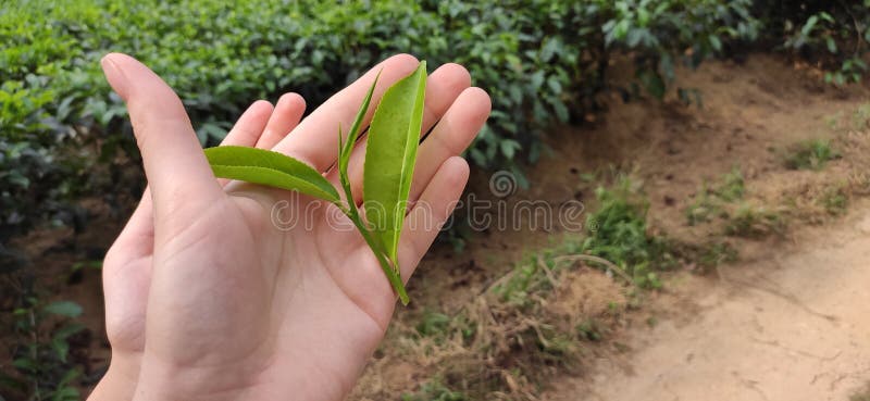 Tea leaf in hand stock photo. Image of hand, green, plantation - 177315444