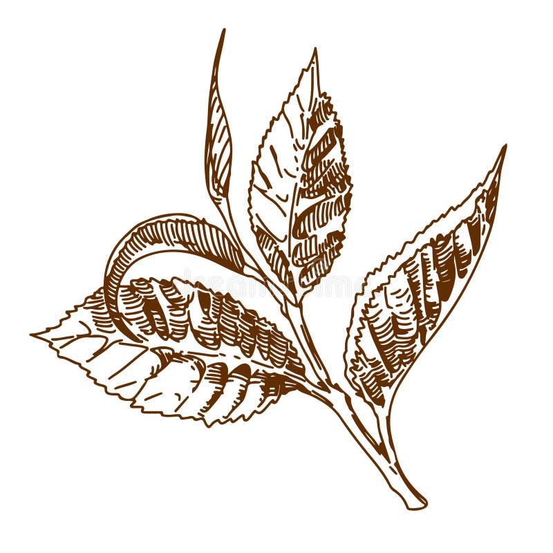 Tea Leaf Hand Drawn Vector Illustration Stock Vector - Illustration of ...