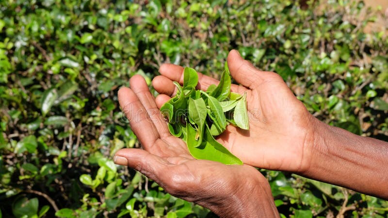 The tea leaf in hand stock photo. Image of field, asia - 67794544