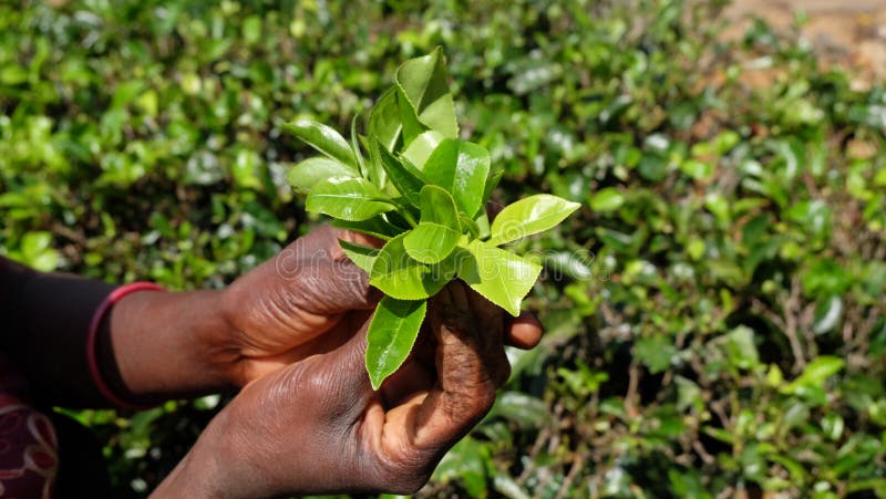 The tea leaf in hand stock photo. Image of agricultural - 67794552