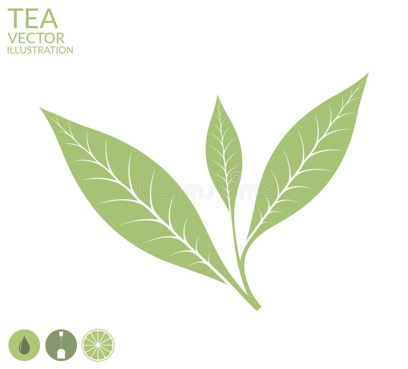 Tea Leaf Stock Illustrations – 134,168 Tea Leaf Stock Illustrations ...