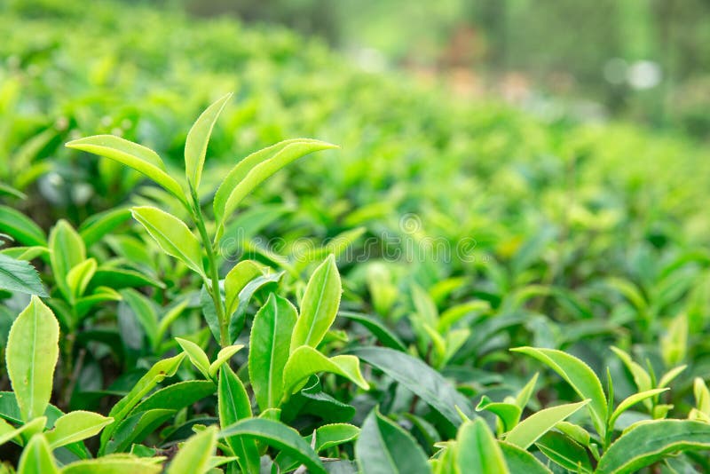 Tea leaf plantation stock photo. Image of scene, nature - 263390488