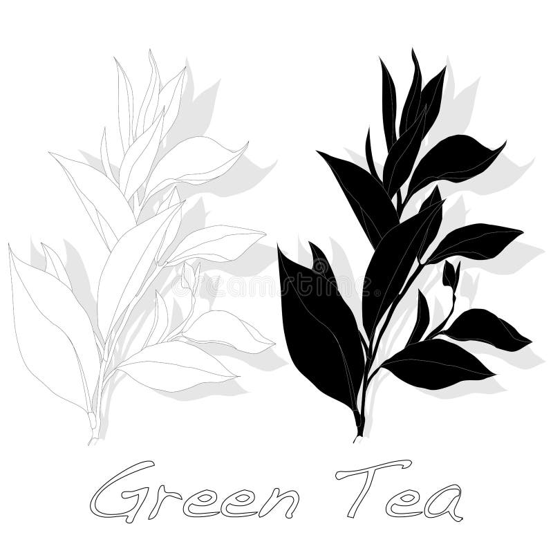 Tea leaf vector stock vector. Illustration of nature - 84530545