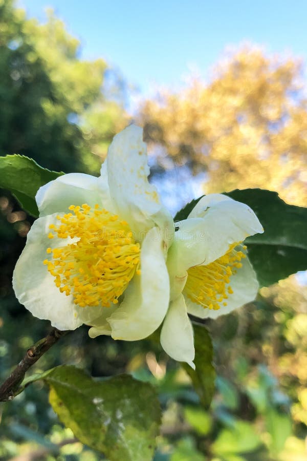 Tea Leaf and White Flower in Tea Plantation. Flower of Tea on Trunk ...