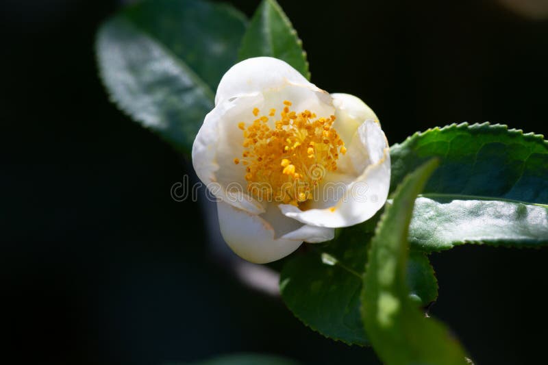 Tea Leaf and White Flower in Tea Plantation. Flower of Tea on Trunk ...