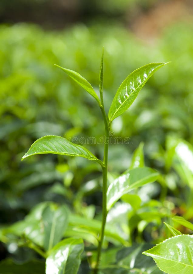 Tea Leaf stock image. Image of food, estate, beauty, herb - 40015429