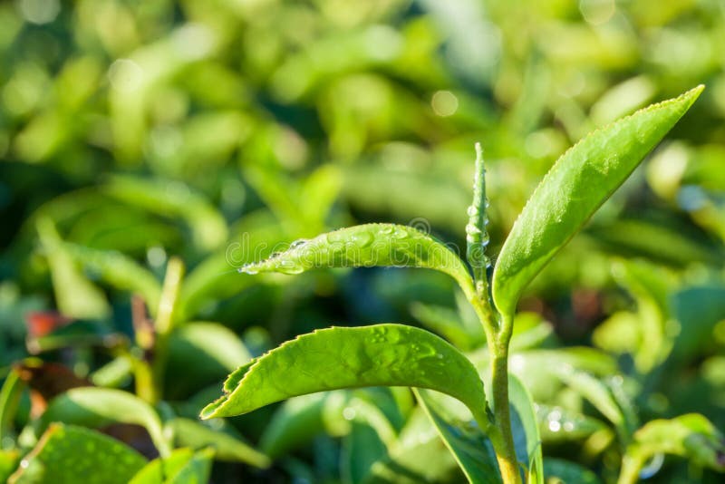Tea leaflet at the morning stock photo. Image of healthcare - 70251408