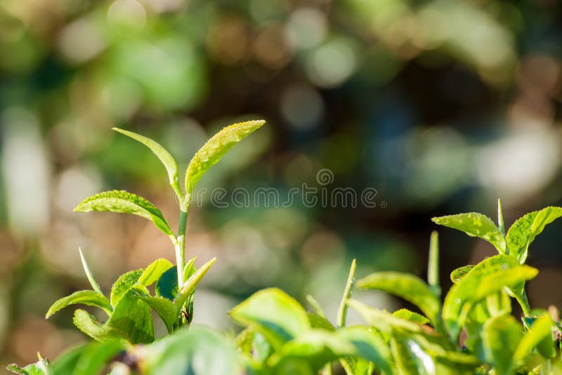 Tea leaflet at the morning stock image. Image of healthcare - 70251597