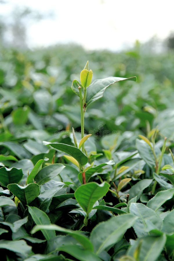 Tea leaflet stock photo. Image of nature, scene, freshness - 46790386