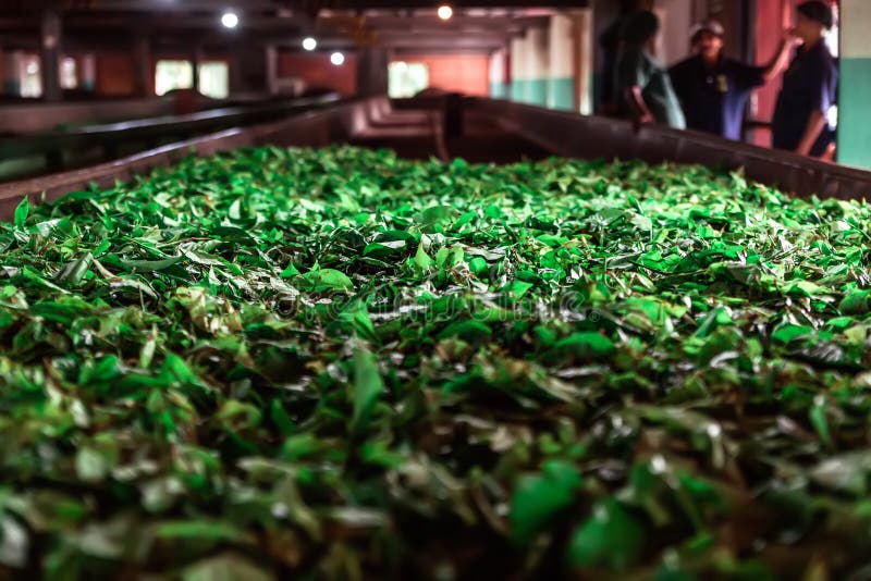 Tea Leafs Drying in a Production Line in a Tea Factory Stock Image ...