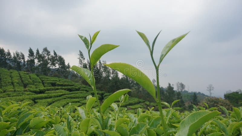 9993 Stock Photos - Free & Royalty-Free Stock Photos from Dreamstime