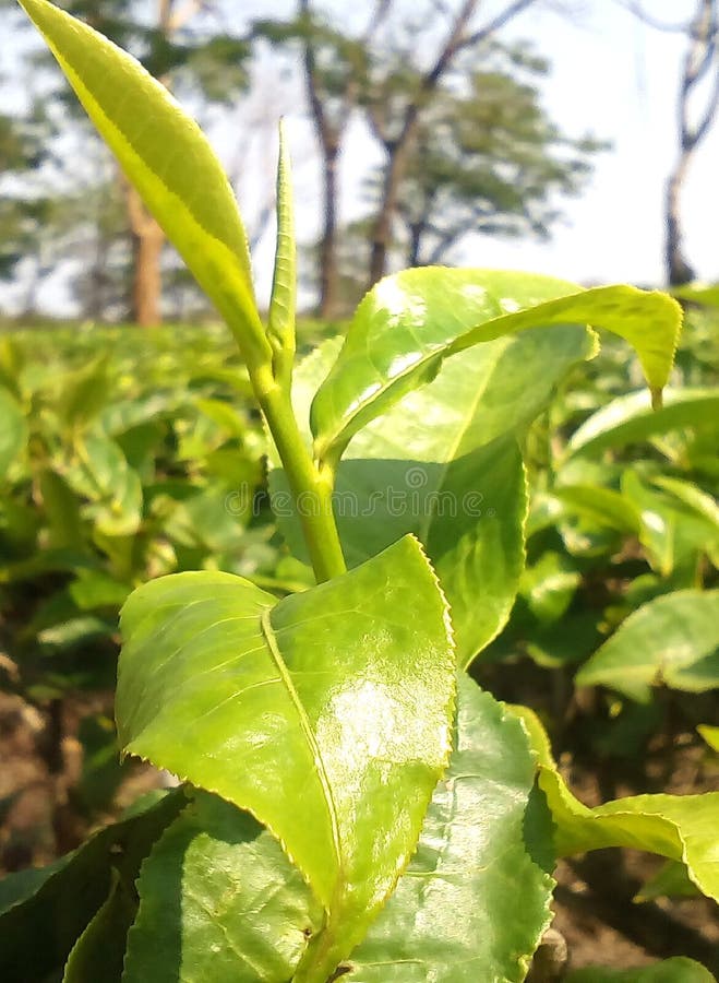 Tea leave stock image. Image of leaves, leavs, leave - 144935273