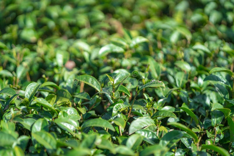 Tea Leave in Tea Plantation Stock Photo - Image of beautiful, light ...