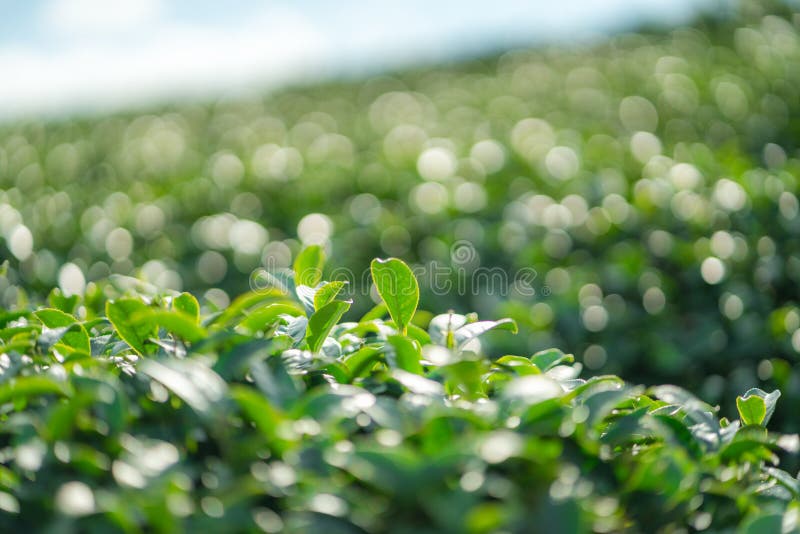Tea Leave in Tea Plantation Stock Image - Image of beauty, agricultural ...