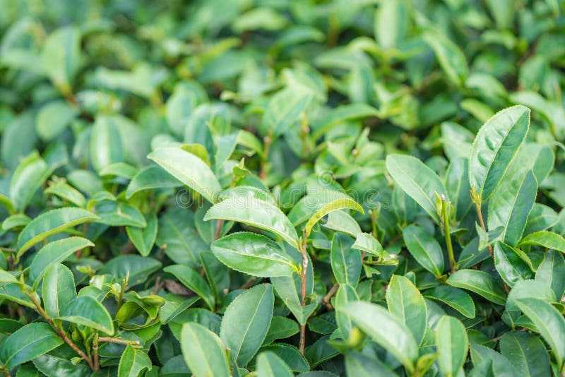 Tea Leave in Tea Plantation Stock Image - Image of herb, background ...