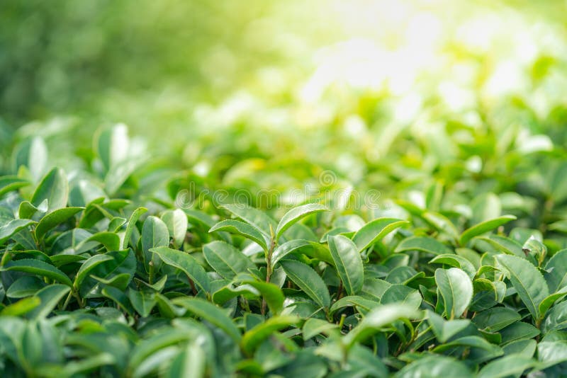 Tea Leave in Tea Plantation Stock Image - Image of leave, hill: 112000759
