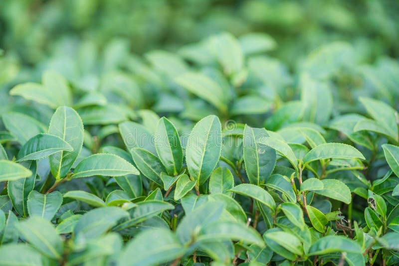 Tea Leave in Tea Plantation Stock Image - Image of agriculture ...