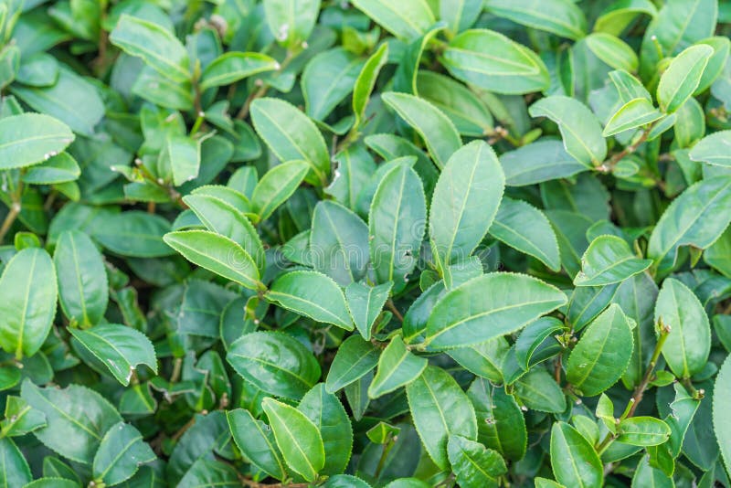 Tea Leave in Tea Plantation Stock Image - Image of leaf, mountain ...