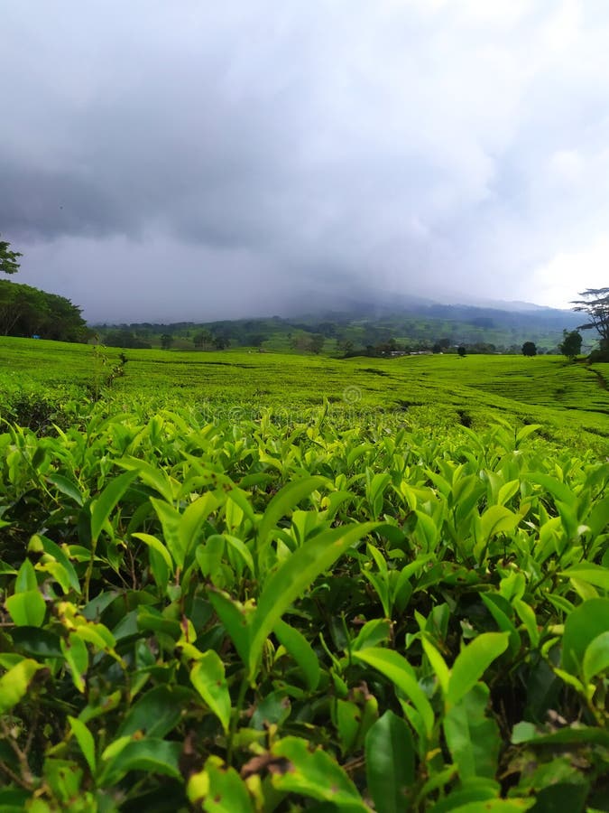 Tea leave stock photo. Image of flower, grass, leaf - 248717982