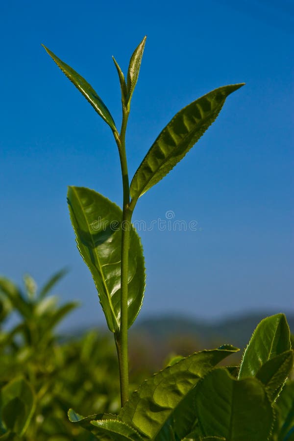 Tea leaves stock photo. Image of drink, fresh, nature - 12292916