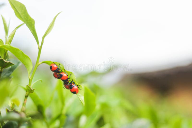 Leaves of tea leaves stock image. Image of abstract - 125932799