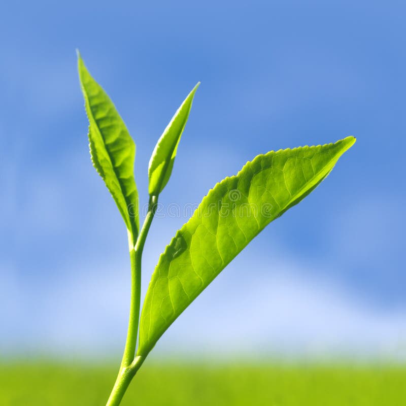 Vine leaves stock photo. Image of isolated, decorative - 34778730