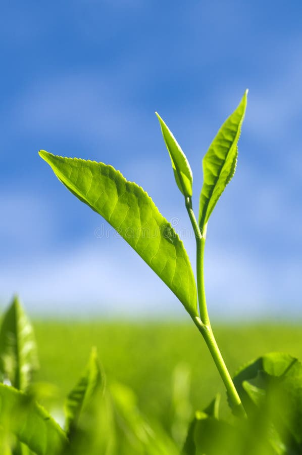 Tea leaves stock photo. Image of agricultural, details - 13152866