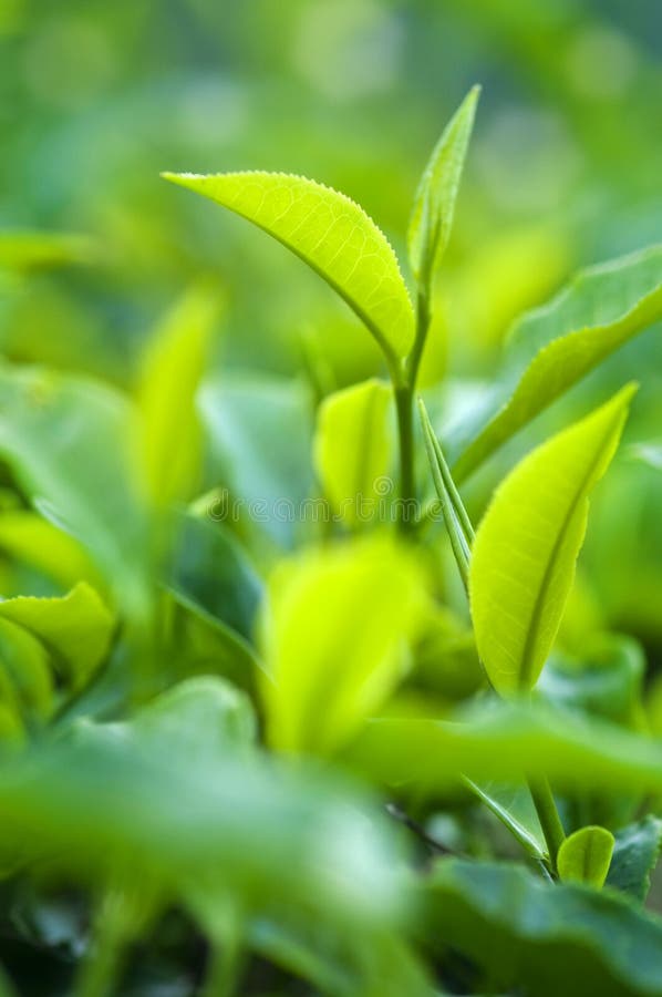 Tea Leaves stock photo. Image of asia, closeup, flora - 17232688
