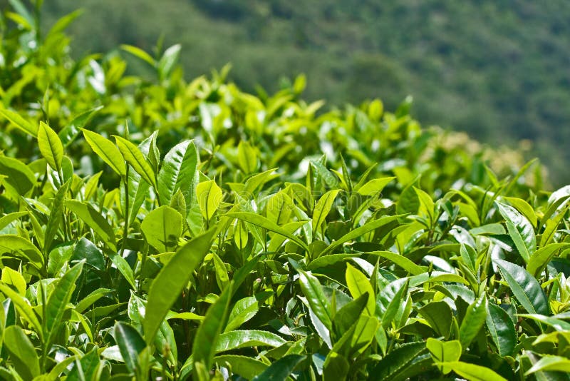 Tea Leaves stock photo. Image of closeup, growing, asia - 23684494