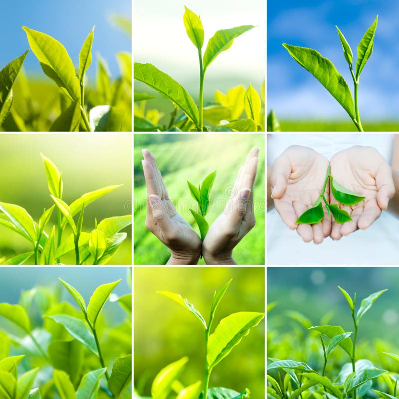 Tea leaves stock photo. Image of hand, leaf, cultivation - 24016298