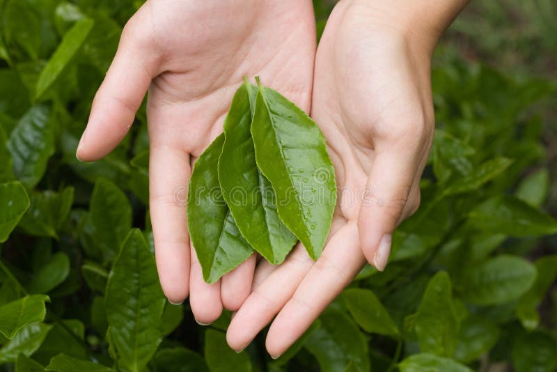 Tea Leaves stock photo. Image of herb, growing, herbs - 9786416