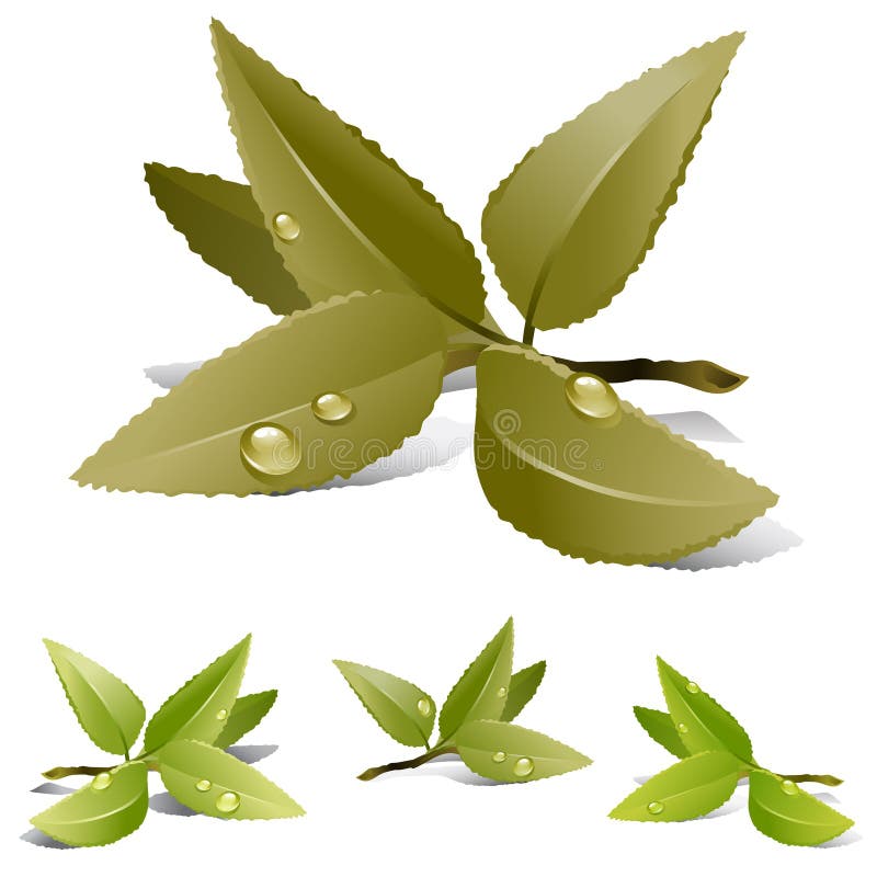 Tea leaves stock vector. Illustration of herbals, pure - 16014388