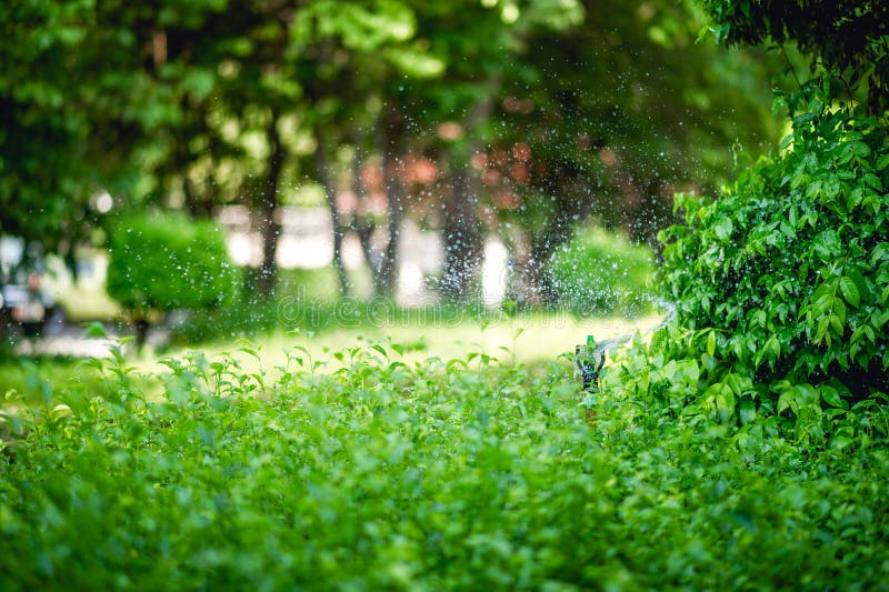 Tea Leaves that are Beautiful and Green, Naturally Beautiful, Green Tea ...