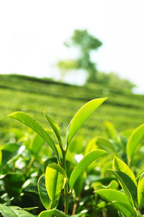 Tea Leaves. Close Up Tea Leaves with Morning Sunlight Stock Photo ...