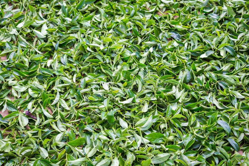 Tea Leaves Collecting Area in Estate Stock Image - Image of blue, kenya ...