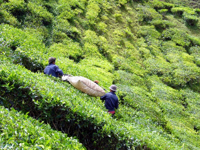 Tea leaves cutting stock image. Image of green, plants - 7679133