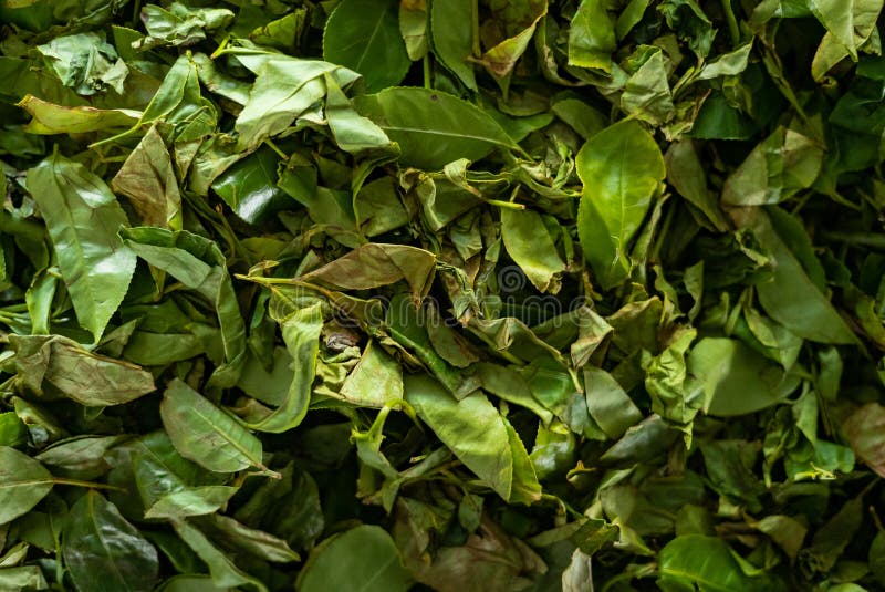 Tea Leaves are Dried in a Tea Factory Background Stock Photo - Image of ...