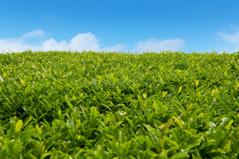 Tea leaves in field stock image. Image of morning, environment - 63447671