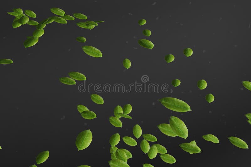 Tea Leaves Float in the Air on a Black Background Stock Photo - Image ...