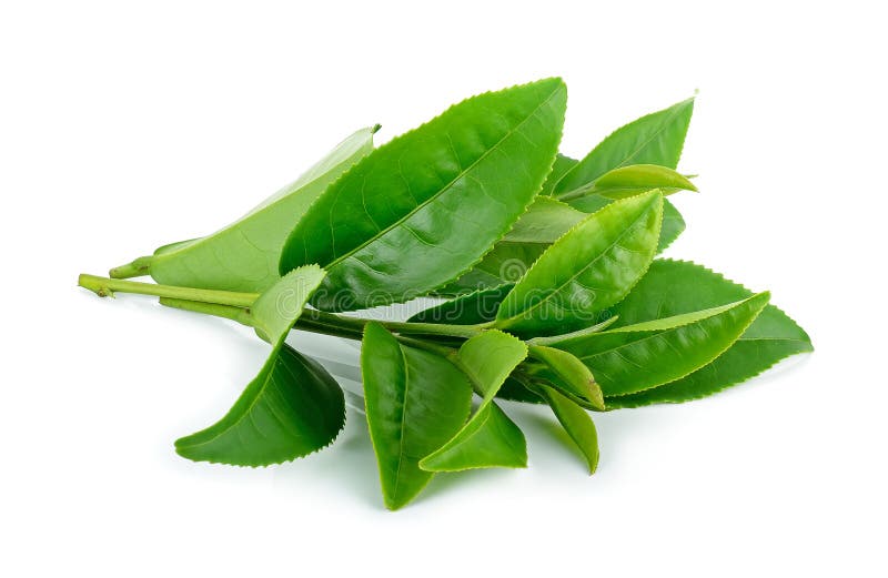 Tea Leaves Isolated on the White Background Stock Image - Image of ...