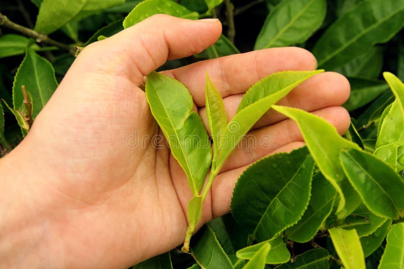 Green tea plant stock image. Image of detail, leaves, nature - 83391