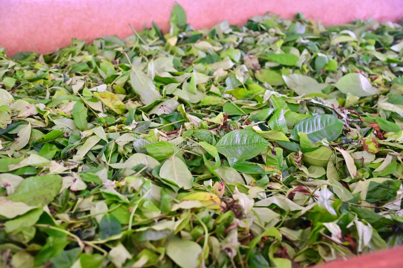 Tea Leaves Processing Factory in Sri Lanka Stock Image - Image of ...