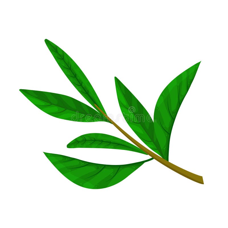Teak Leaves Vector Stock Illustrations – 249 Teak Leaves Vector Stock ...