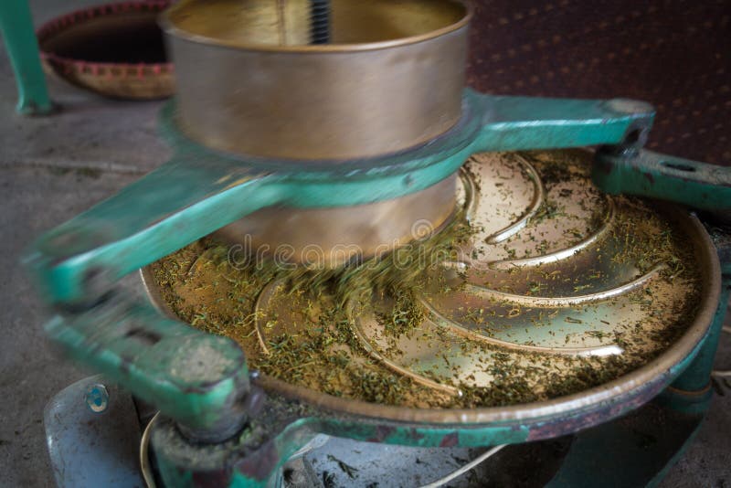 The tea making process stock photo. Image of food, plantation - 62375010